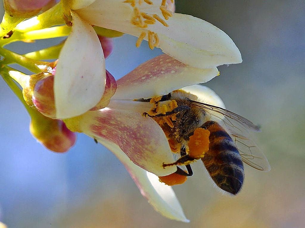 Pollinator action plan – thaliawhite