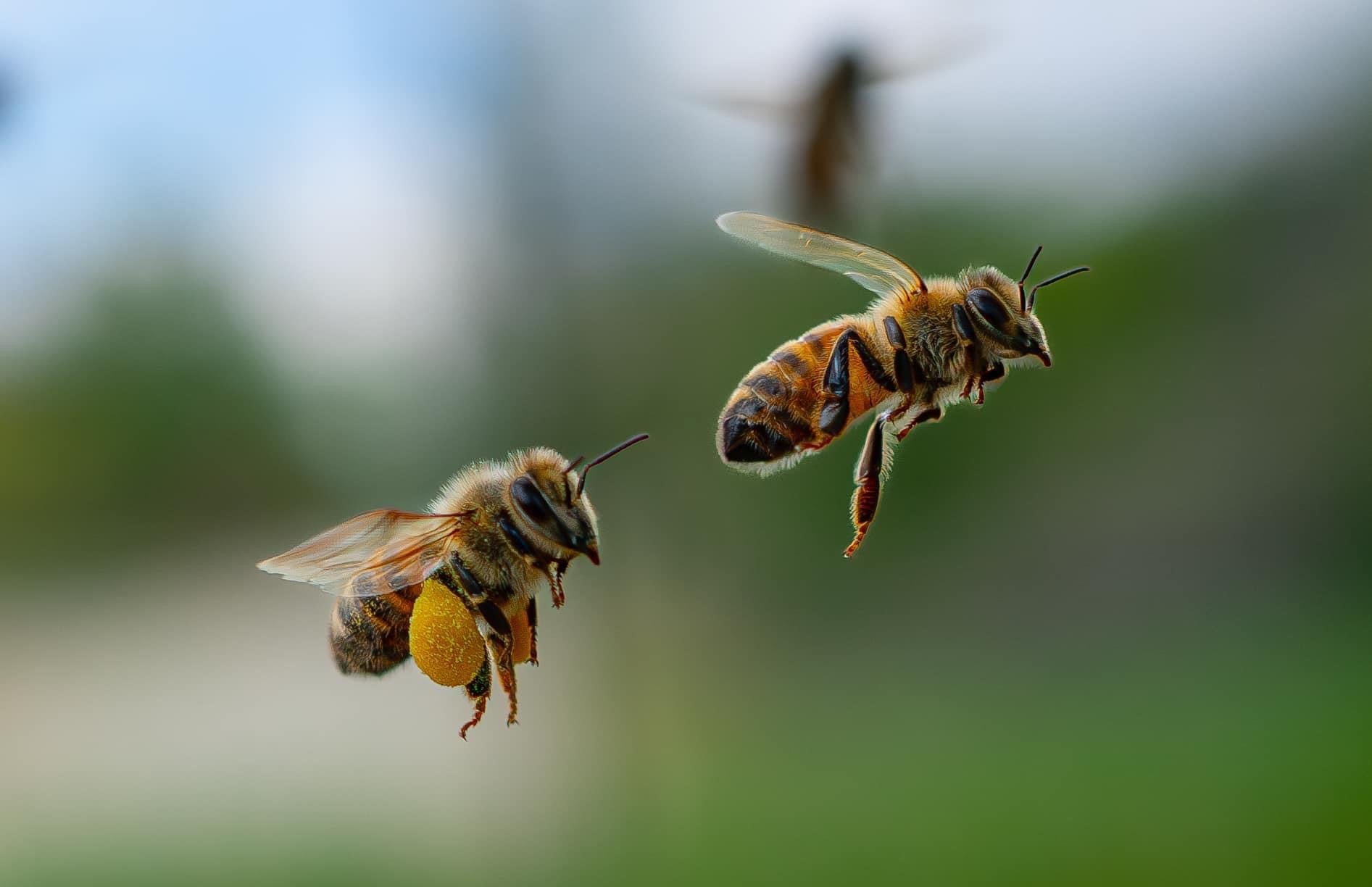 Warmer springs fuel the plight of the Bee – thaliawhite