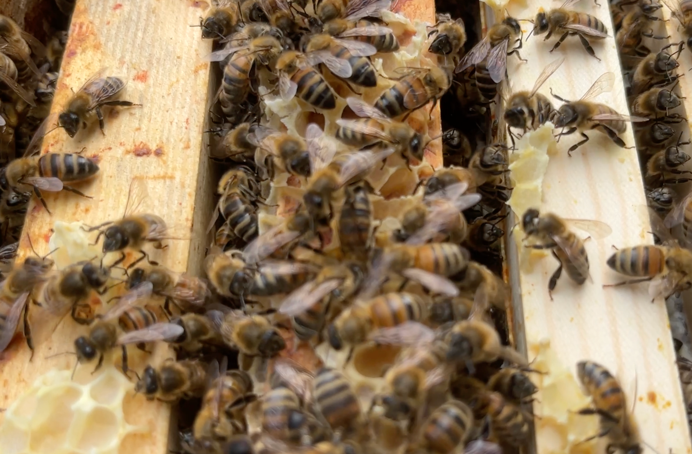 Honey Fraud: Battle for the UK – thaliawhite