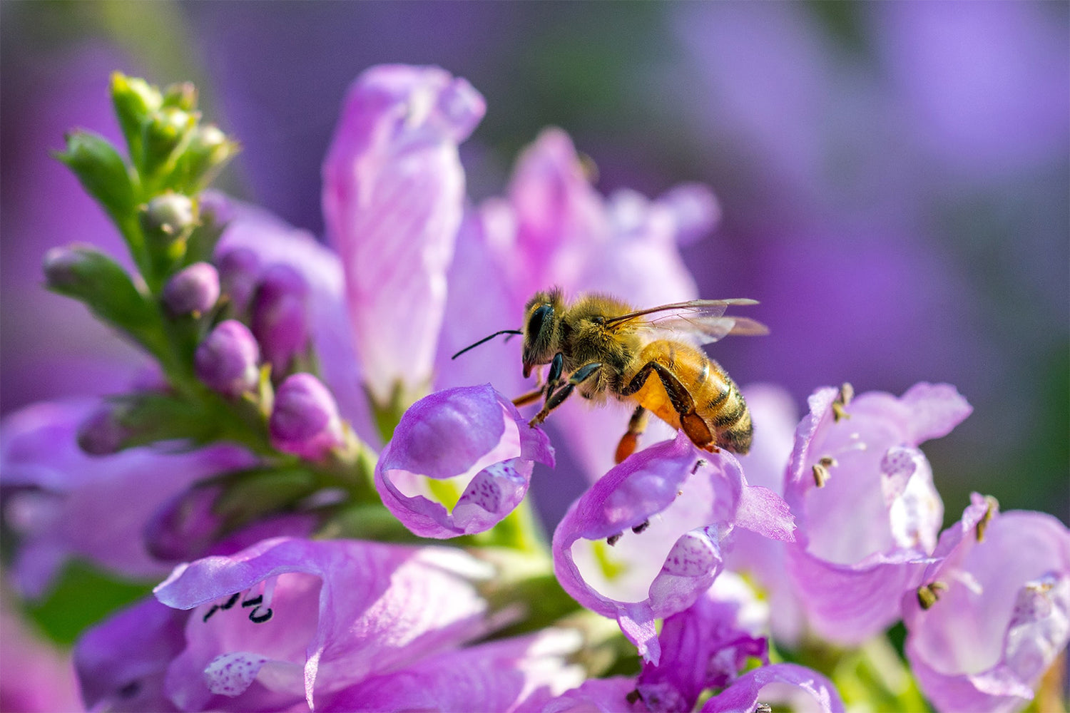 Pollinator declines linked to half million early human deaths annually ...