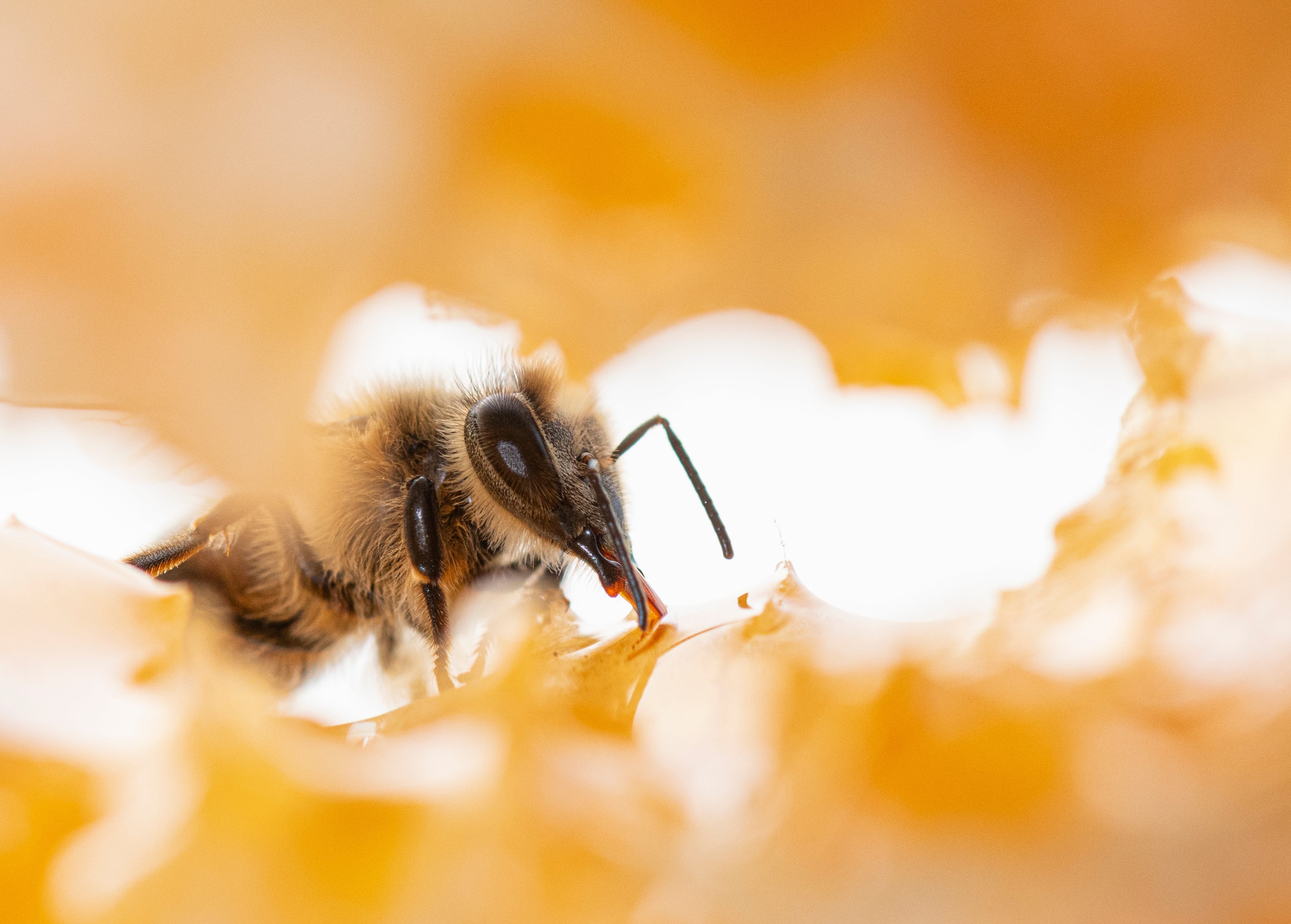 World Bee Day: Why Sleeping Bees Could Help Us – thaliawhite