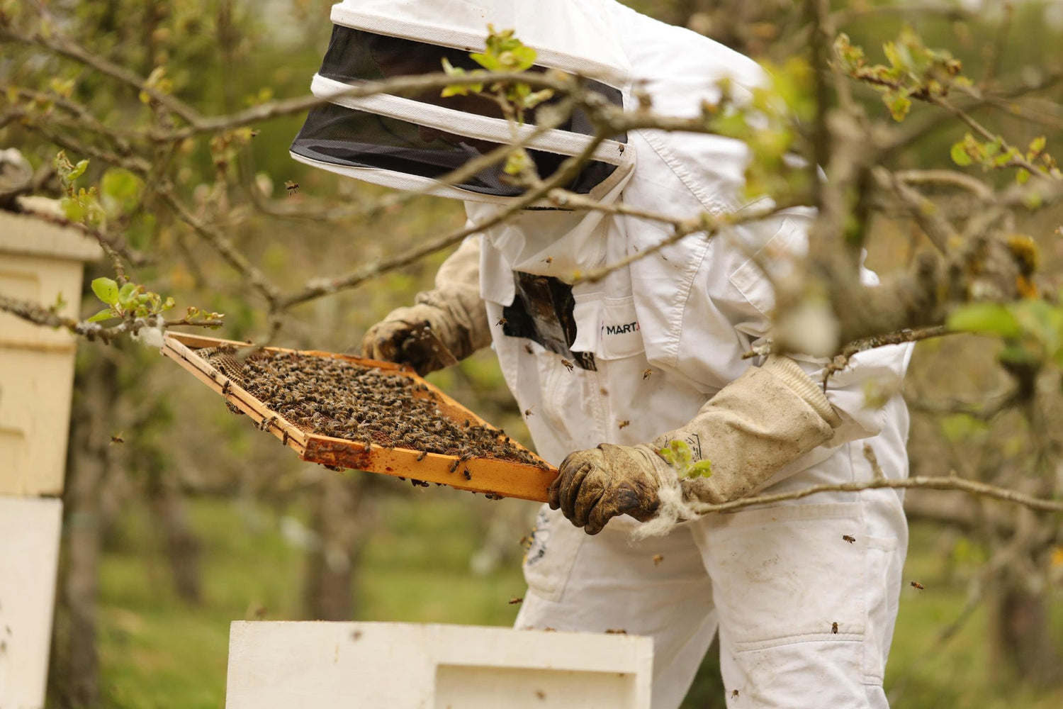 How is the Beekeeping Boom Affecting Bees? – thaliawhite