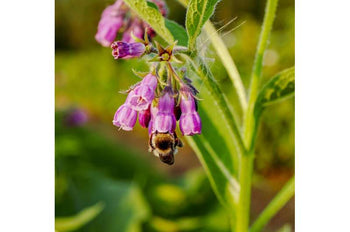 What Does Science Say About Plants as Medicine? | Why We Need ...