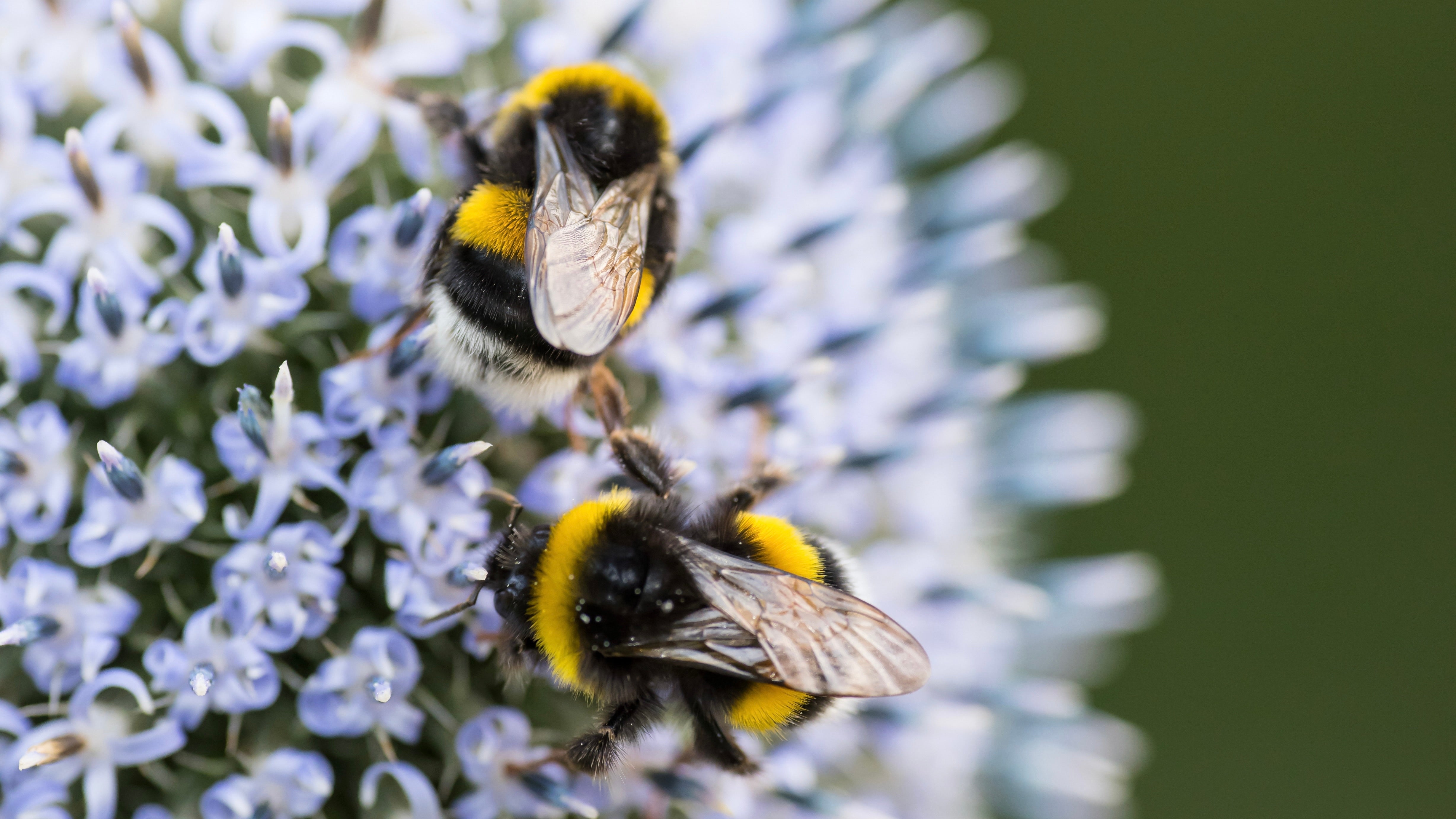 Stressed Bees Lose Their Buzz – thaliawhite