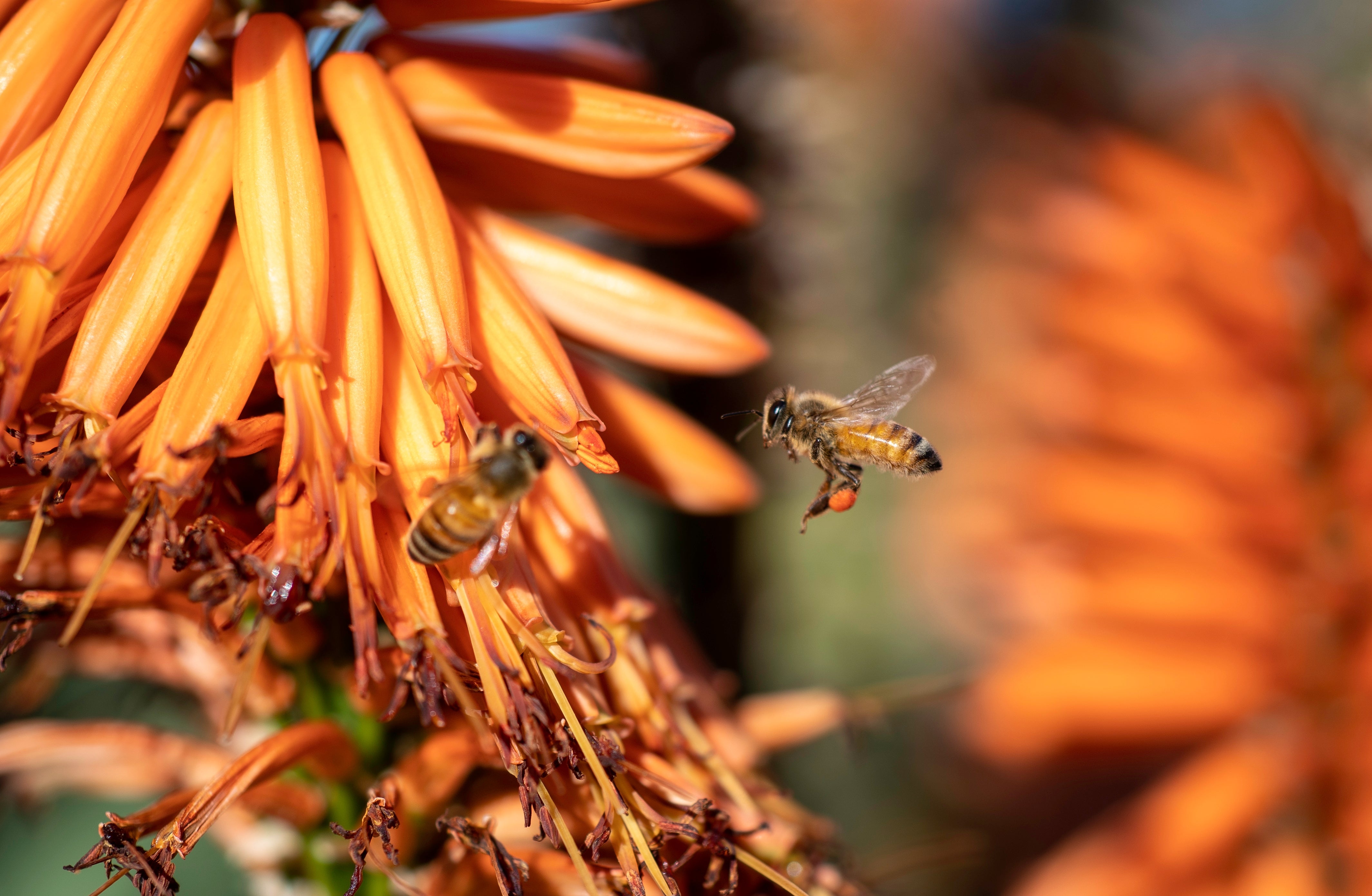 Rising temperatures, Resilient Bees 🌡️🐝 – thaliawhite
