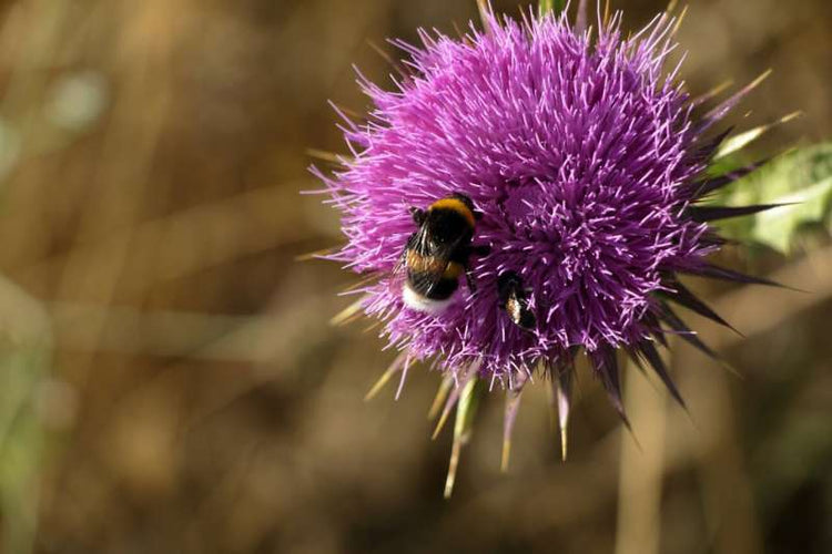 Bees Crack the Code: Bumblebees Learn to Read ‘Morse Code’ – thaliawhite