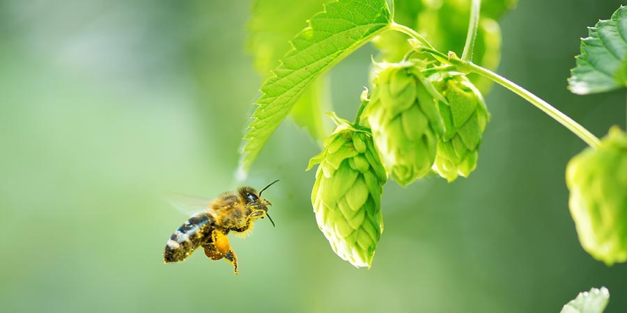 Why Use Bees for Environmental Monitoring? – thaliawhite