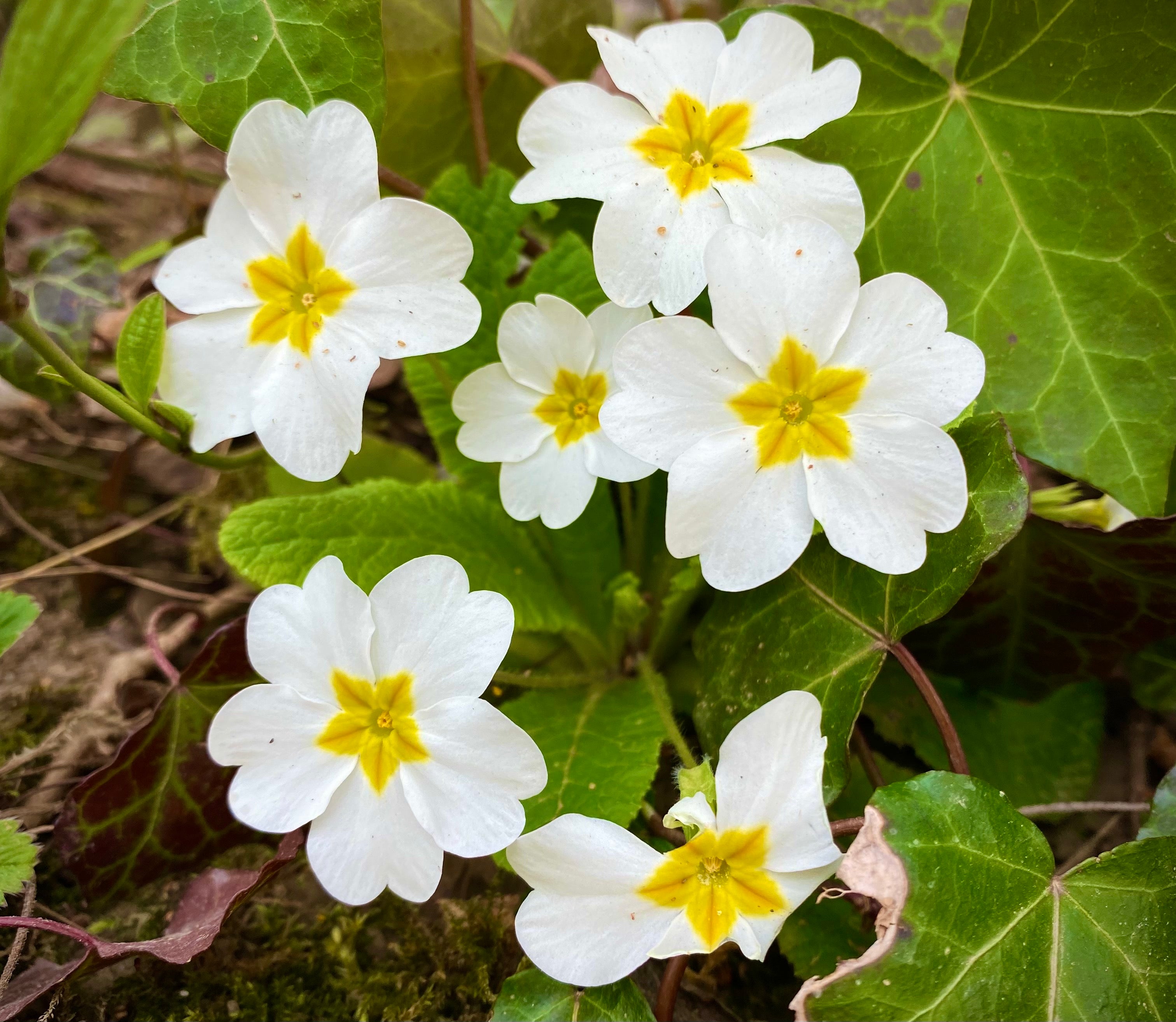 Plants for Pollinators – thaliawhite